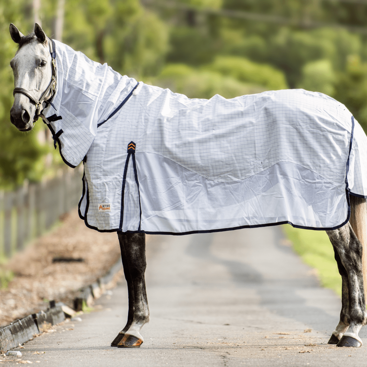 AE Everyday Hybrid Combo – Active Equine
