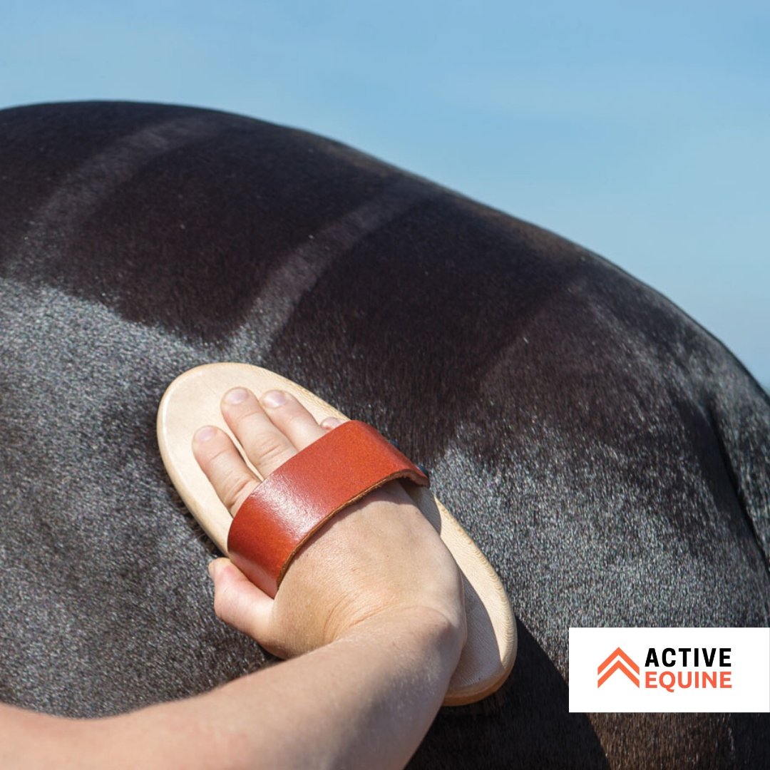 7 Show Ring Secrets from Professional Riders – Active Equine