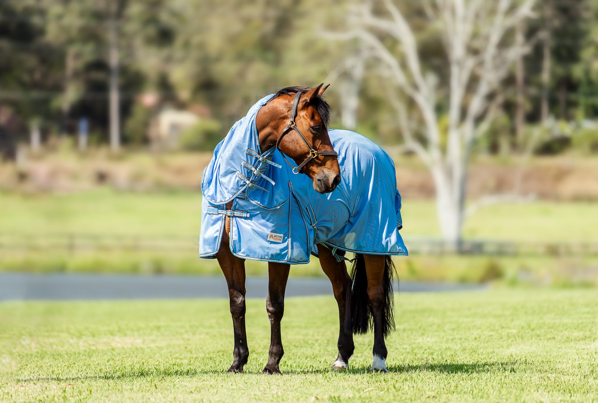 Australian Made Dressage Arena Markers / Letters – Active Equine