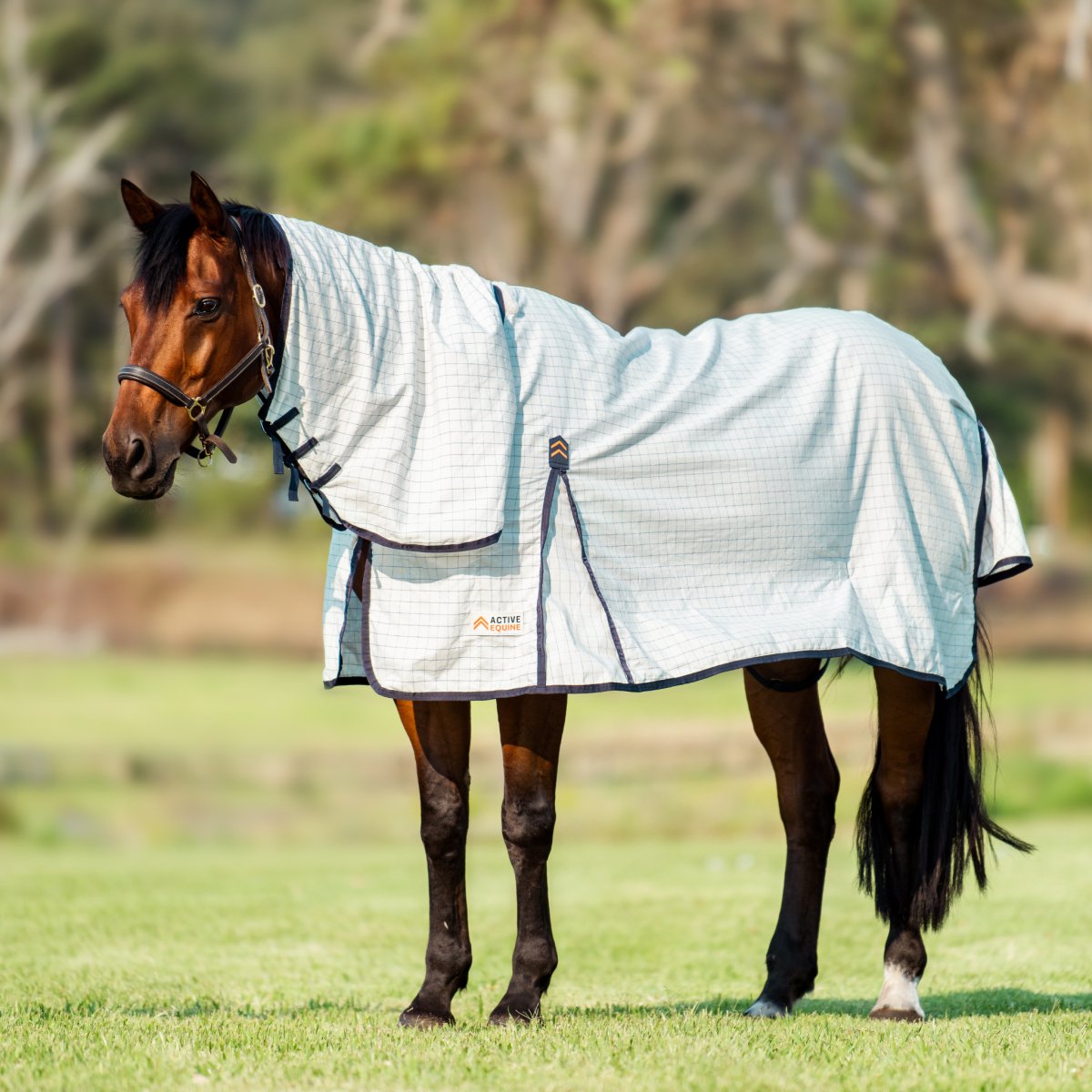 Coming Soon – Active Equine